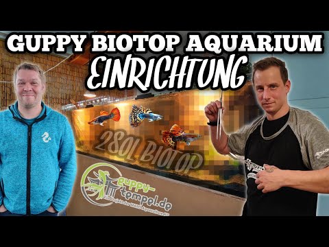 GUPPY BIOTOP AQUARIUM EINRICHTUNG im Guppy-Tempel