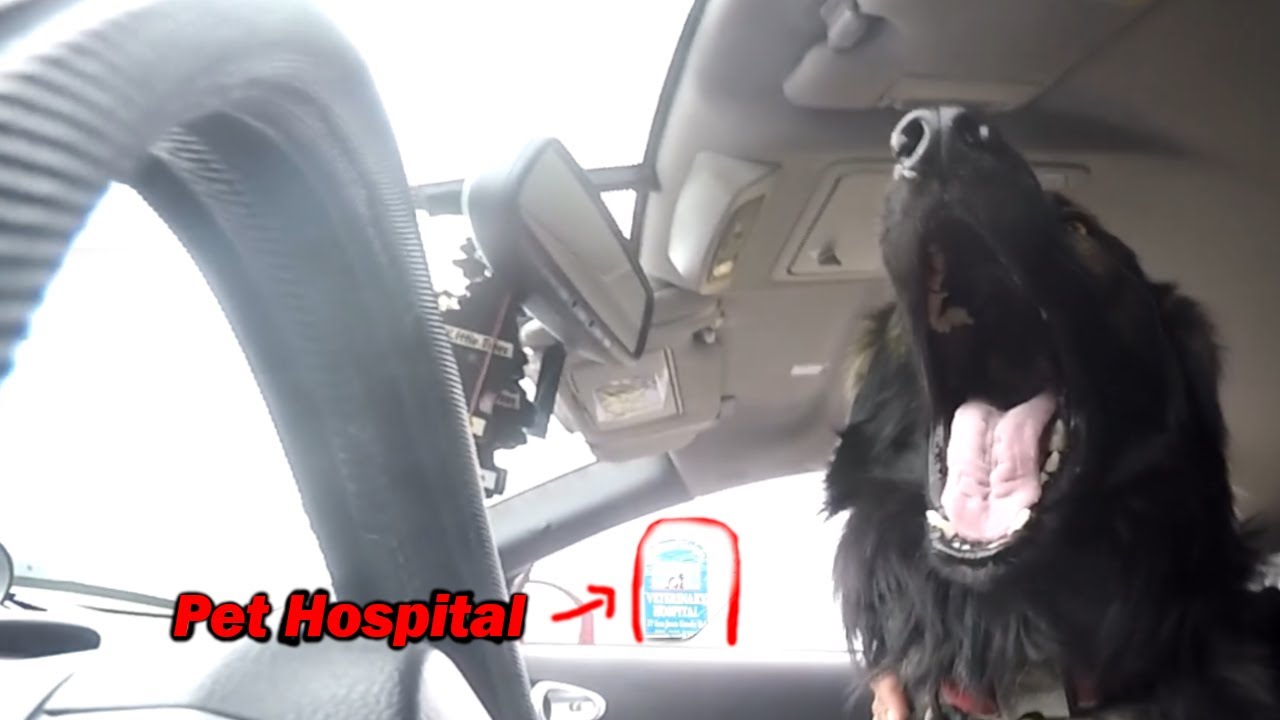 *PET HOSPITAL* German Shepherd Breaks Down Crying - YouTube