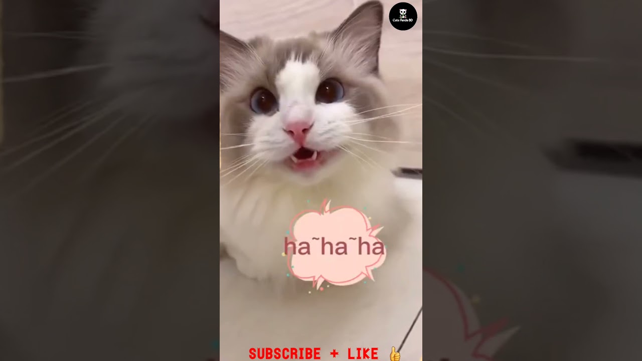 Ha ha ha reaction cat | Funny cat - YouTube