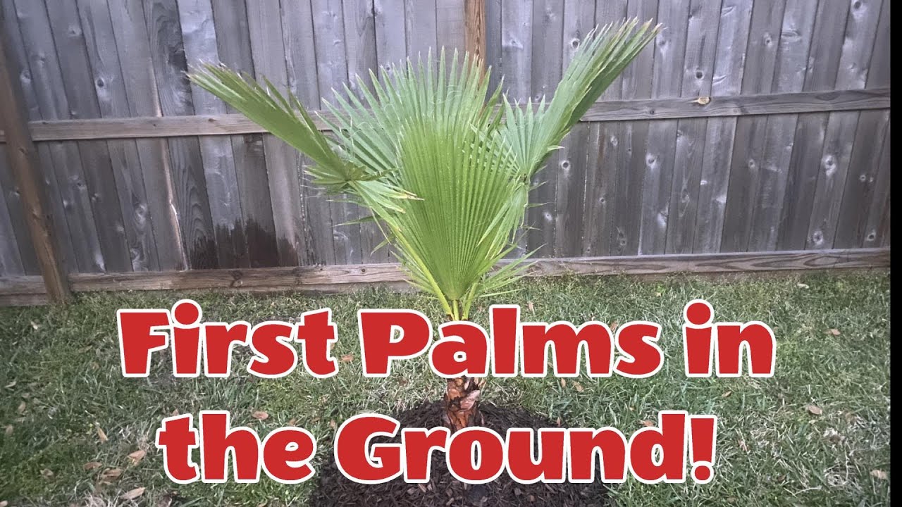 First Palm(s) in the Ground! - YouTube