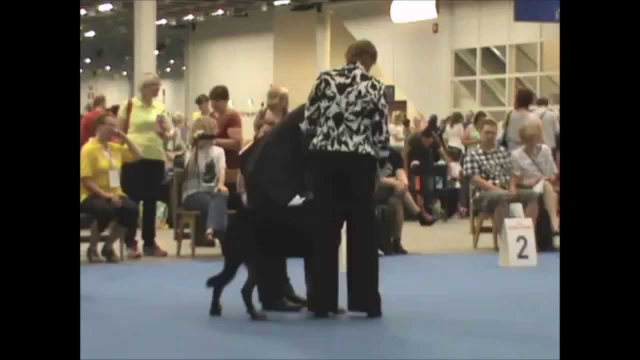 Champion Class, males - YouTube