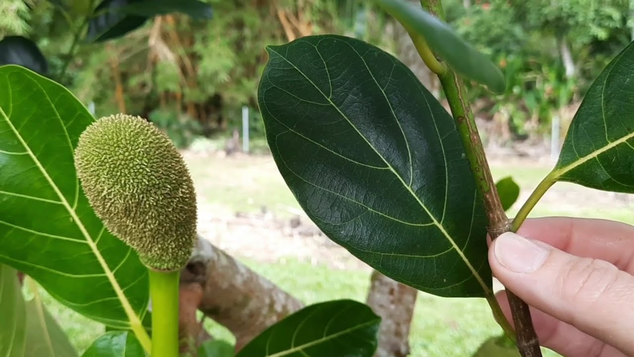 Jackfruit Propagation: Grafting & Cuttings - YouTube