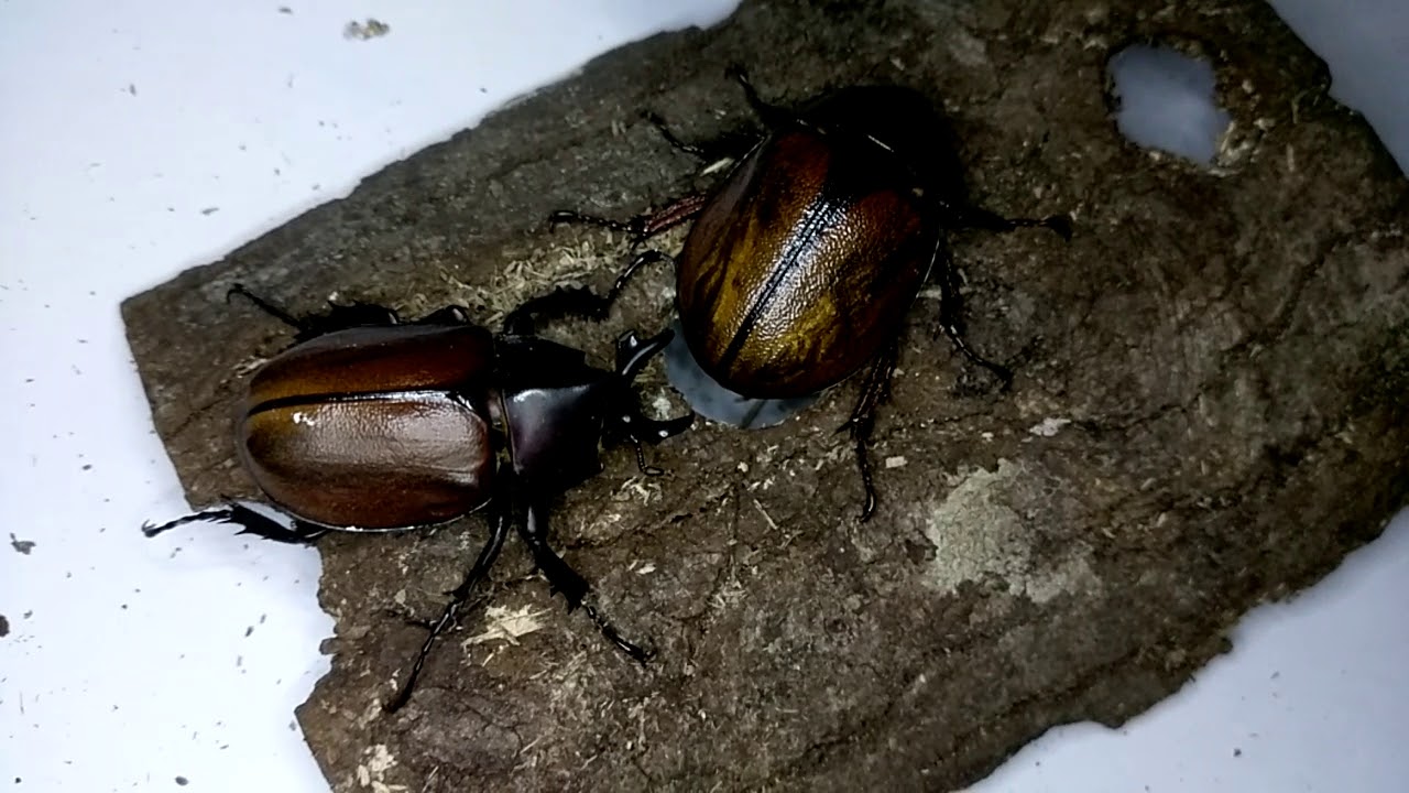 Super Cool Beetle - Agaocephala margaridae from Brazil - YouTube