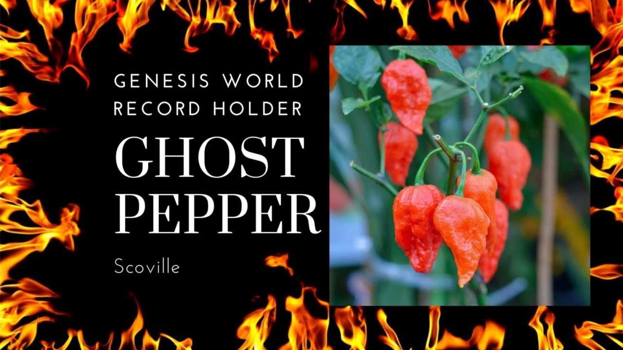 Ghost Pepper Scale