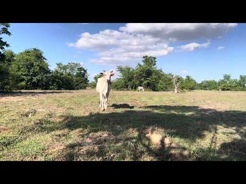 4K Video Khmer learn test Take - YouTube