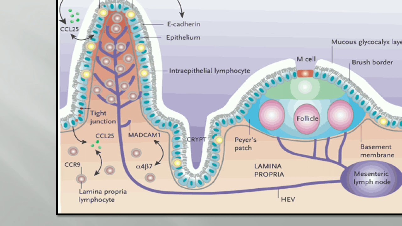 Mucosa Associated Lymphoid Tissues by Dr. Renuka Joshi - YouTube
