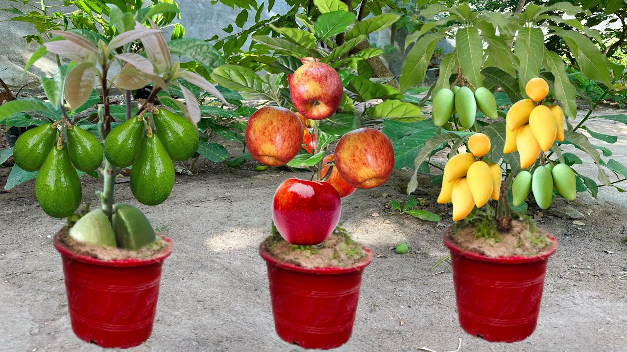 Great Technique For Avocado, Apple and Mango Tree Many fruits growing ...
