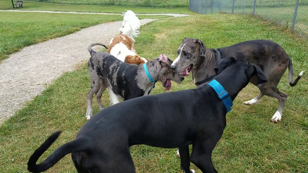 Great Dane fun at the dog park - YouTube
