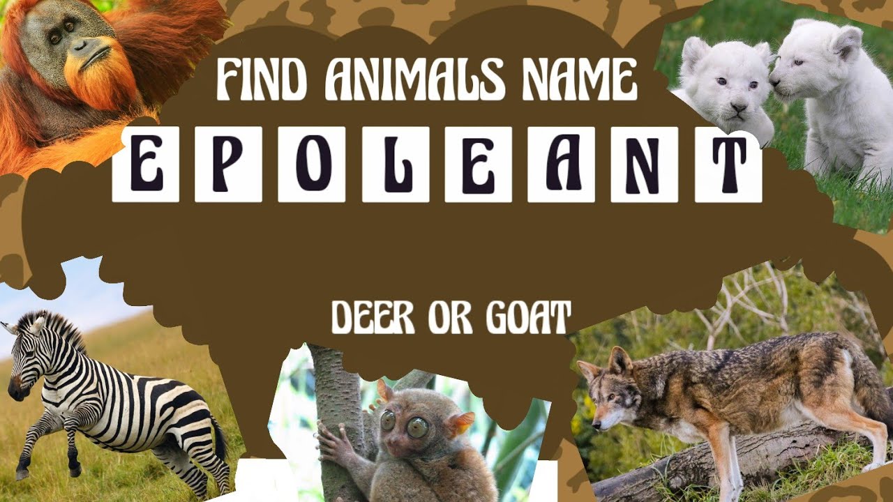 FIND SCRAMBLE WORDS 🐻‍ ️🦒🐻 find animal names I PUZZLE NO 1 I JUMBLED ...
