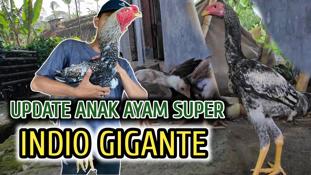 TERNAK INDIO GIGANTE BRAZIL / AYAM TINGGI BESAR YANG LAGI BUMING ‼️ ...