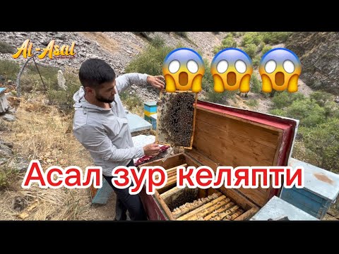 Асал хосили 2025 ( Испайсой )