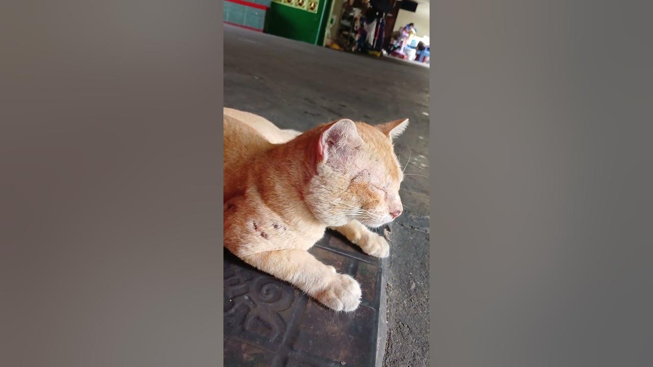 ร่องรอยของนักสู้😅😸#cat#แมวจร#แมวส้ม #cats - YouTube