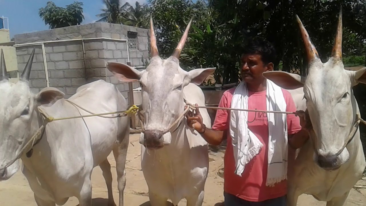 GoodLooking Hallikar ox pair in YEDDIYURU VILLAGE of Farmer Narayana ...