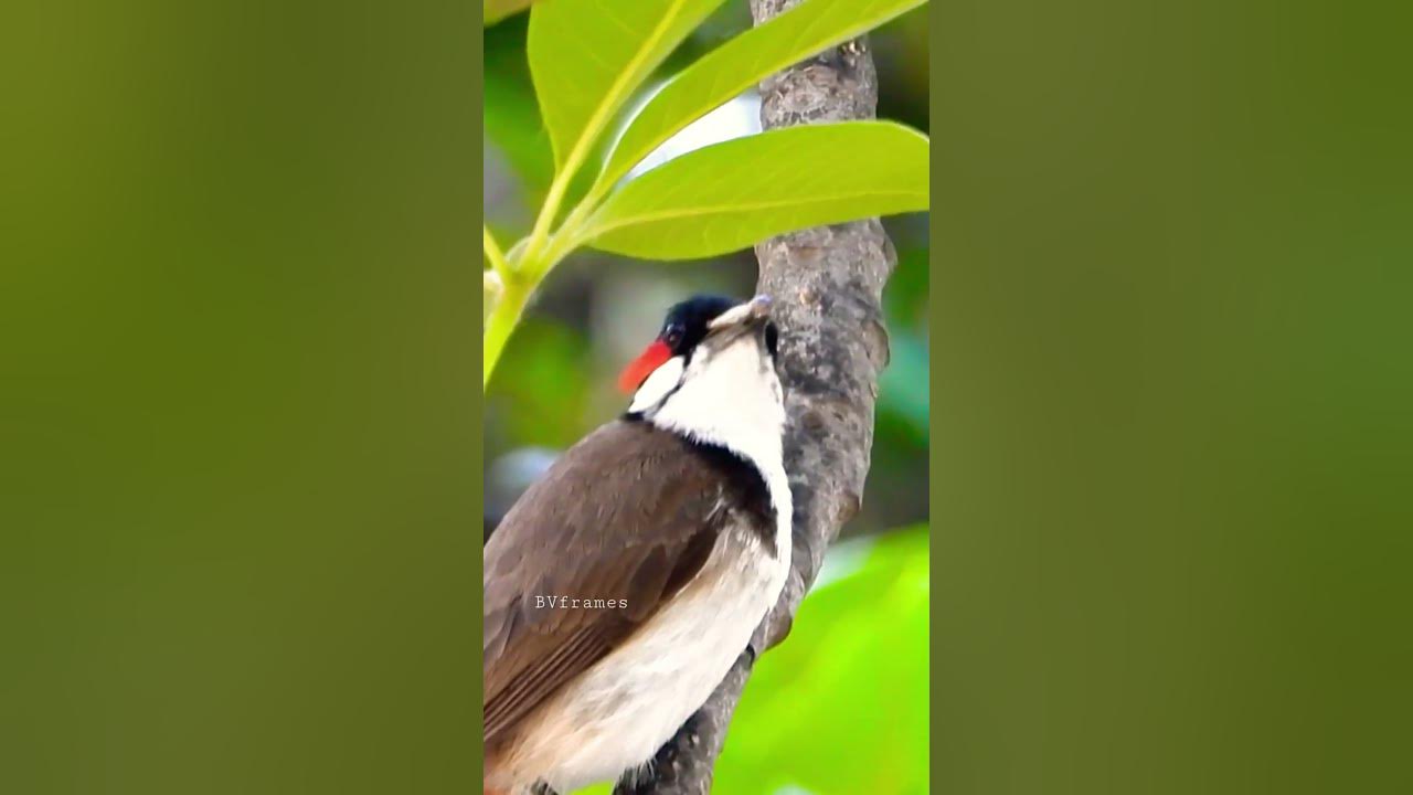 Bulbul #shorts | Red Whiskered Bulbul | Sipahi bulbul | beautiful birds - YouTube