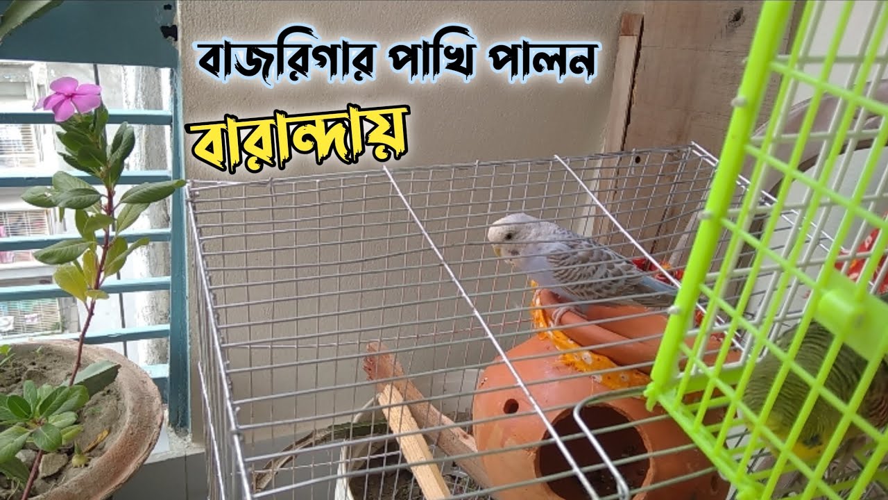 বাজরিগার পাখি পালন বারান্দায় | Bajrigar Bird - YouTube