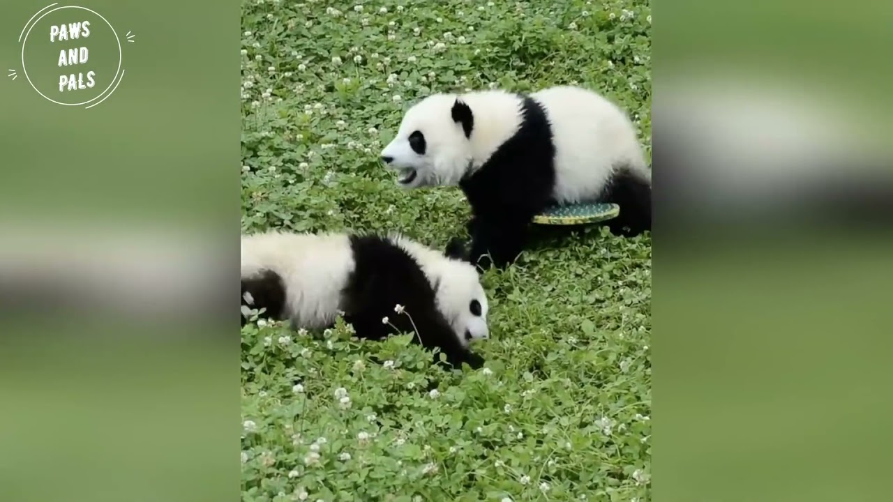 AWW SO CUTE!!! ||BABY PANDAS Playing|| With Zookeeper || Funny baby ...