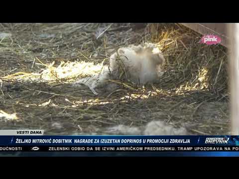 Pink TV - Nacionalni dnevnik - Psi lutalice naparvili pokolj ovaca u ...