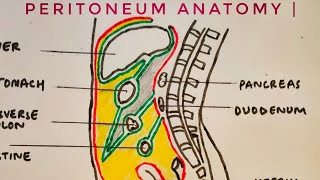 Peritoneum anatomy | med tutorials | | Doovi