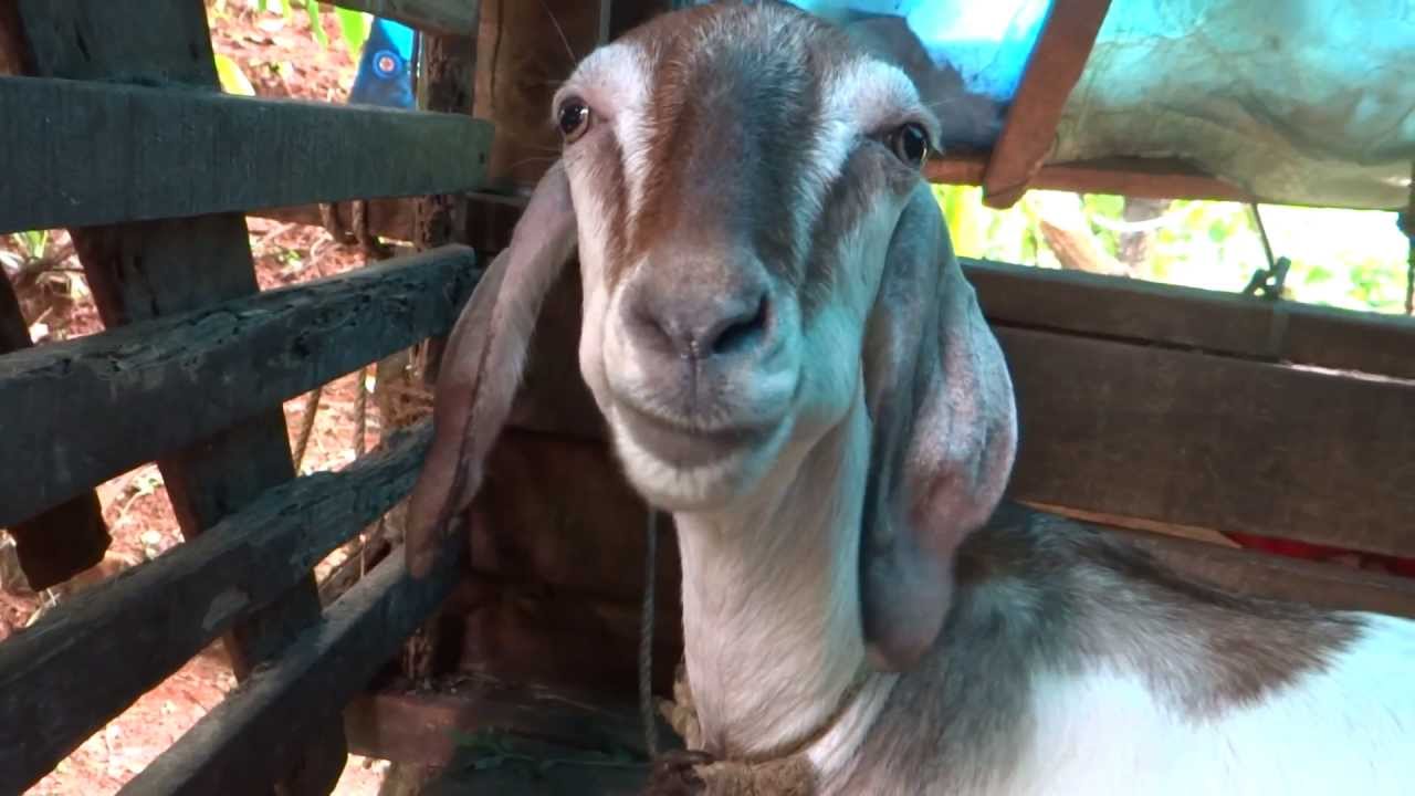 Goat chewing already eaten food ! - YouTube