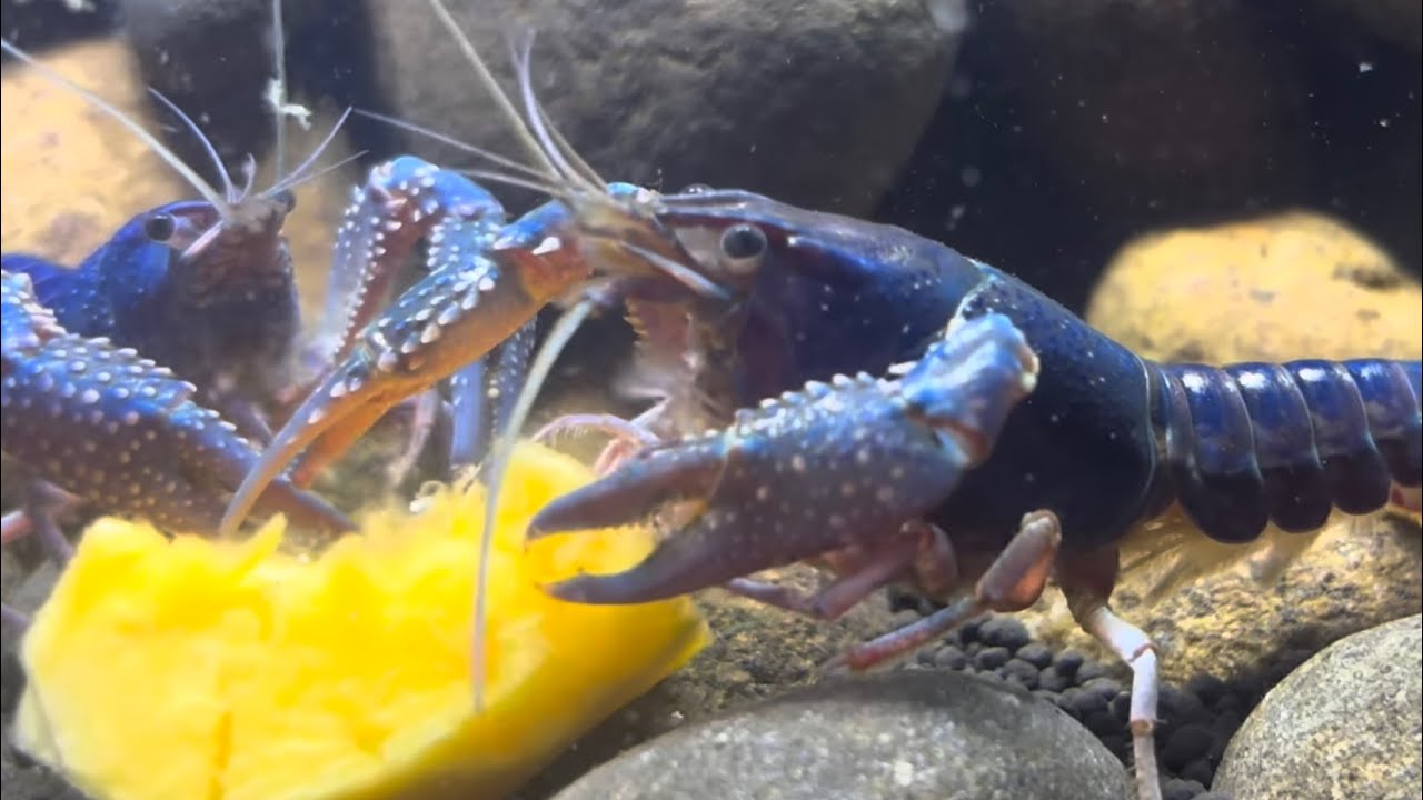 crayfish eating pumpkin #aquaculture #crayfish #ghostfish #lobster # ...
