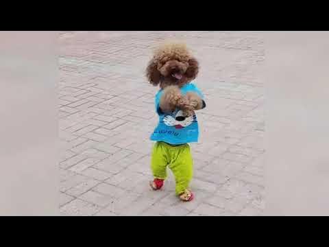 Dog Walks Like Human Dog Walking On Two Legs - YouTube