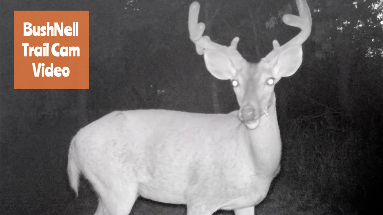 BushNell Trophy Cam HD Aggressor Trail Camera July 2-10, 2022 - YouTube