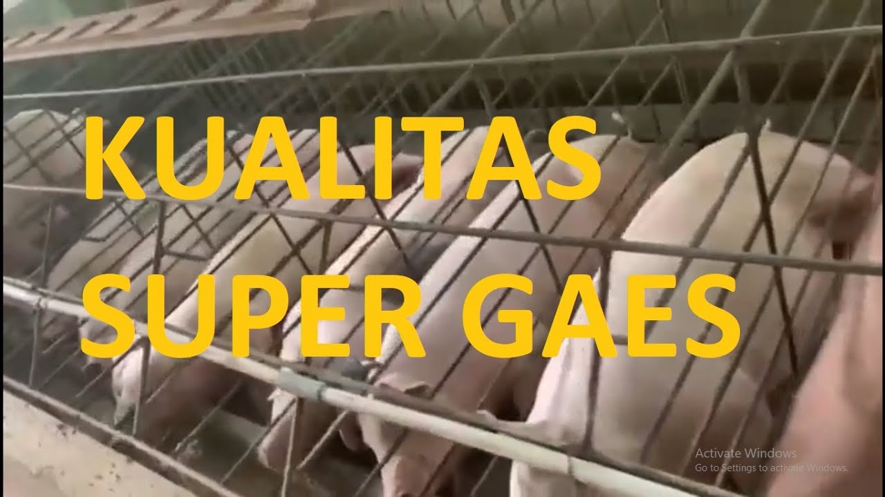 PETERNAKAN BABI DI BALI RATUSAN EKOR BABI DUROC, BABI YORKSHIRE, BABI ...