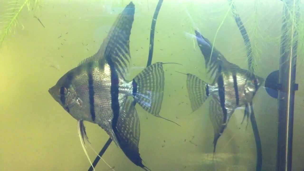 Angel fry day2 "free Swimming" - YouTube