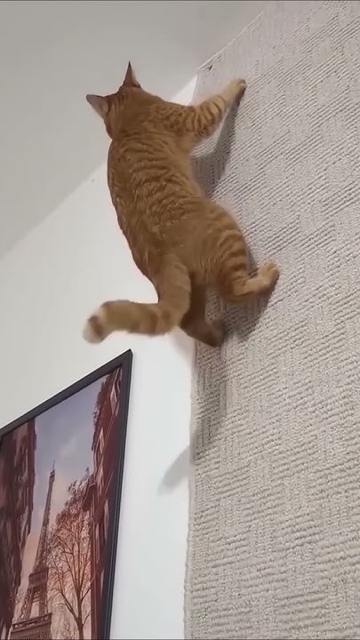 CUTE CATS ᓚᘏᗢ PART 15 #cat #funny #memes #animals #pets #funnycats # ...