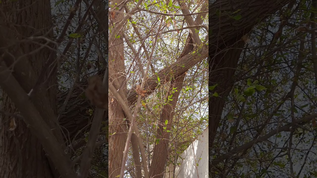 شجره السدر 🌳🌳🌳 Sidra Tree - YouTube