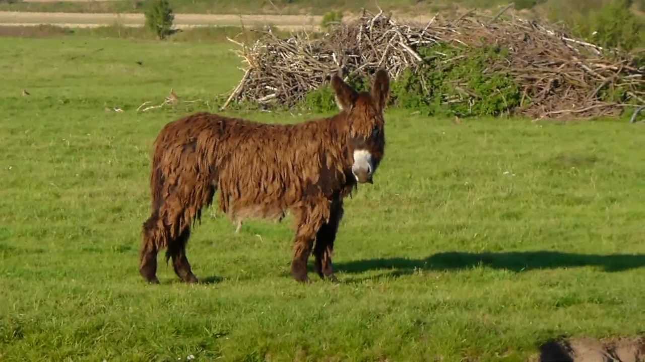 Poitou-Esel in Olfen - YouTube