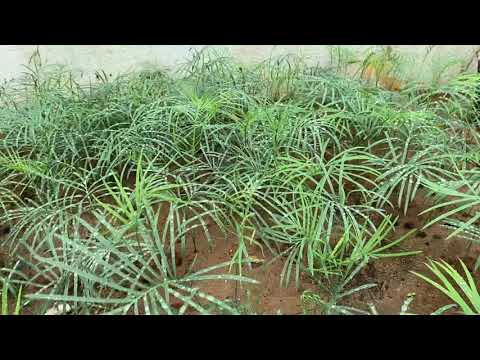 Endemic plant Cycas beddomei 5000 saplings growing at YVU BG Kadapa AP ...