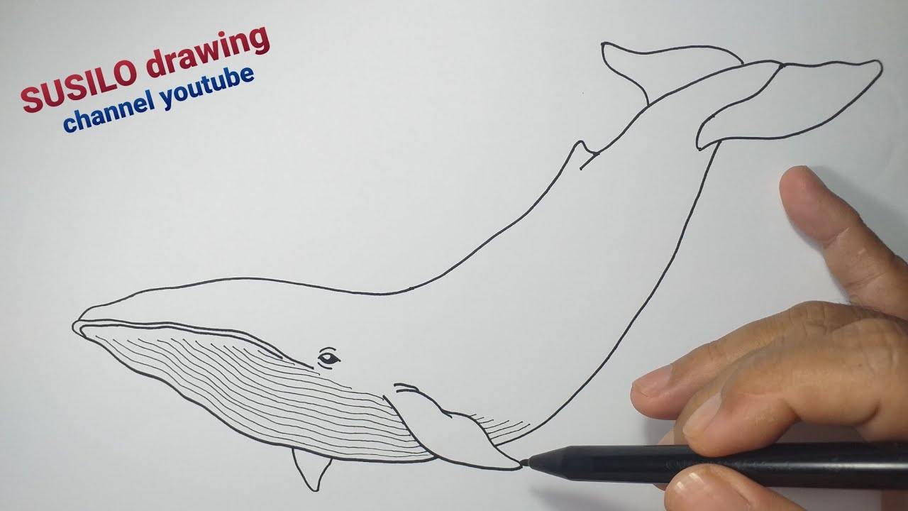 Cara Mudah Menggambar PAUS BIRU || How to draw BLUE WHALE for beginner😱 ...