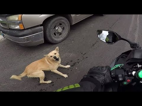 Random, Stupid, and Funny Motorcycle Moments #11 - YouTube