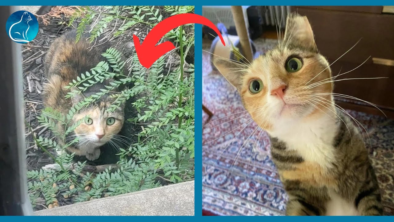 Abandoned Cat Turns Into a Whole New Cat After Just One Day In a Home ...