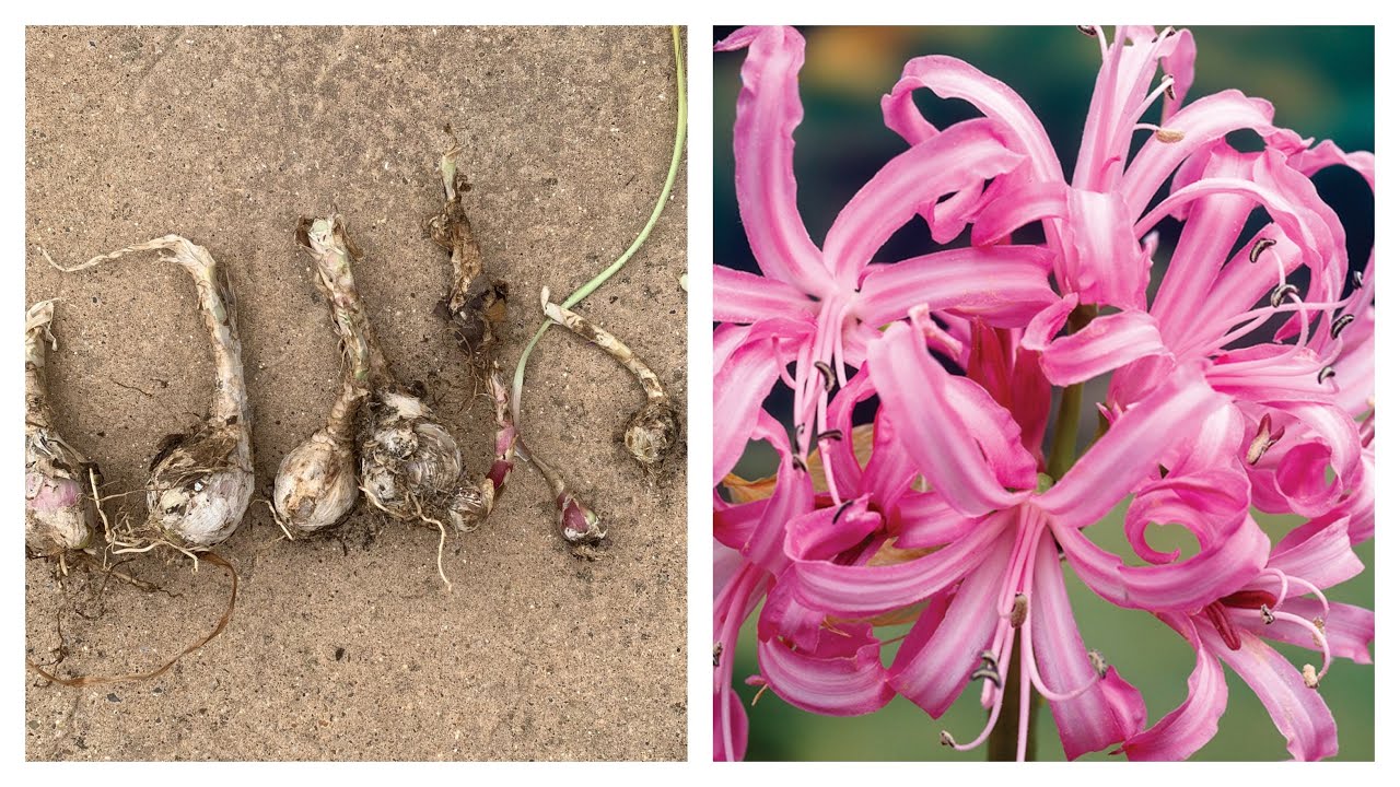 Nerine bowdenii - planting bulbs and care guide - David The Gardener ...