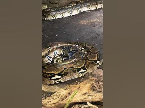 #reticulated python snake #netherlands #zoo - YouTube