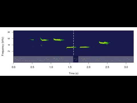 Dynamic spectrogram of a nightingale wren song (dynaSpec) - YouTube