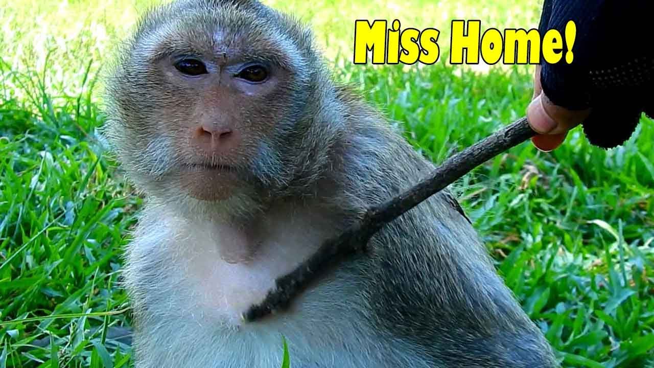 Pitiful! New Abandoned Monkey madam JOYCE Needed Some Grooming From us ...