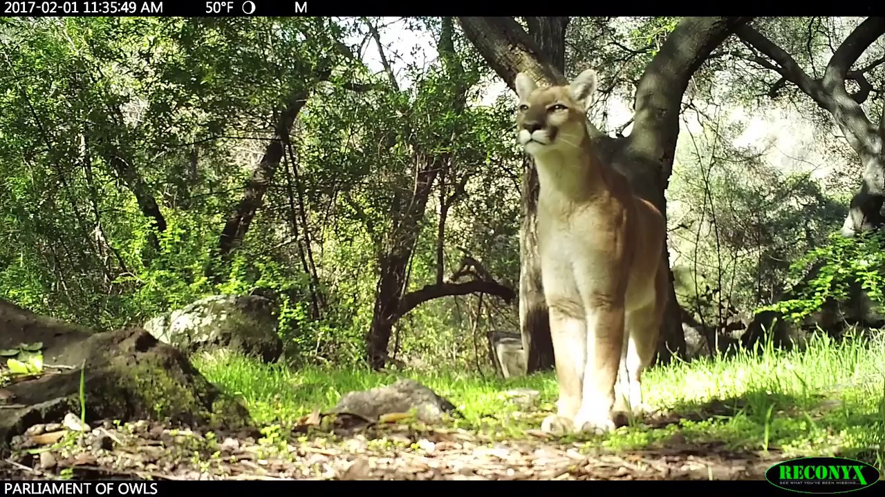 Mountain Lion Strikes A Pose. Limpy And Her Yearlings Return. - YouTube