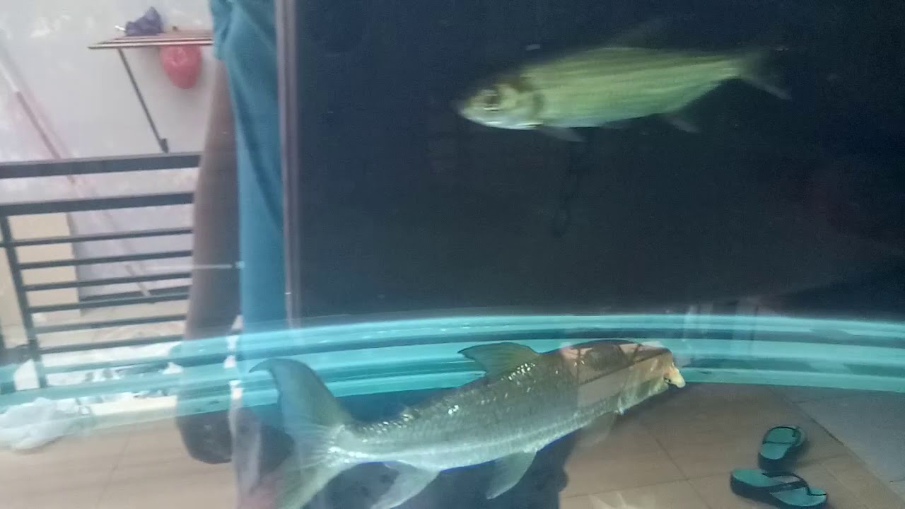 Goliath Tiger Fish Feeding - YouTube