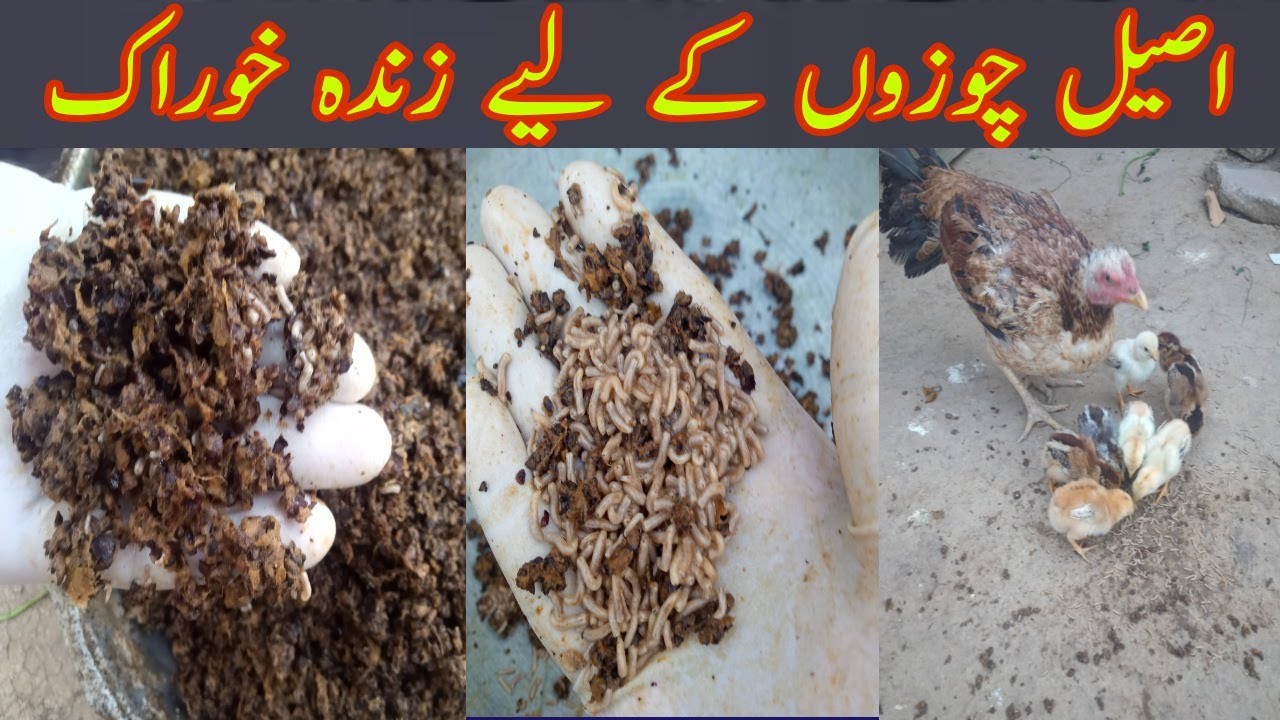 How to raise insects for chicks at home - YouTube