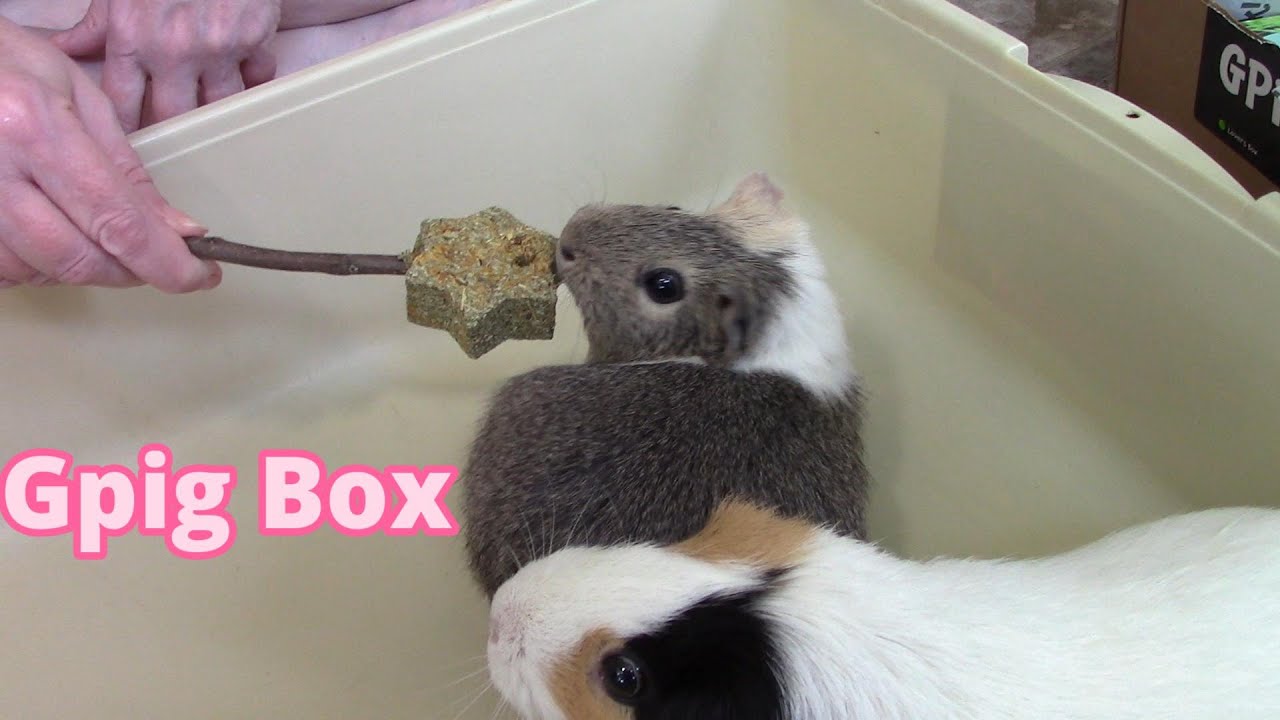 GPig Box Unboxing March 2023! 😍 - YouTube