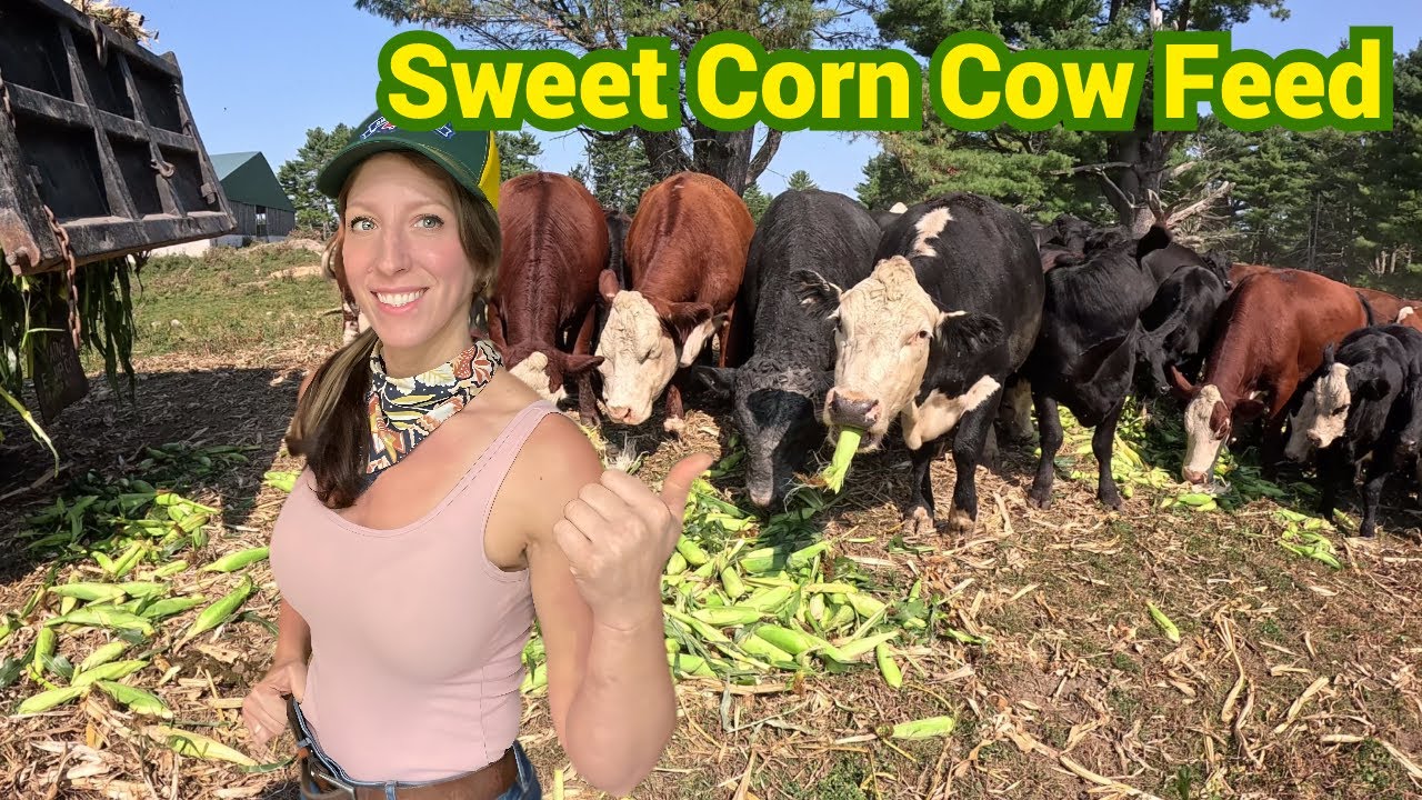 Farm Animals Eating Corn What Do Cows Eat? Drink Milk.com