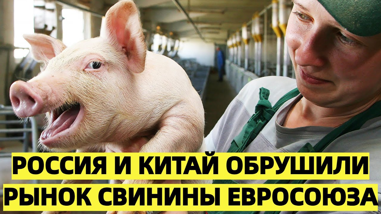 Китай ввел запрет на свинину из Дании Испании и Нидерландов в пользу