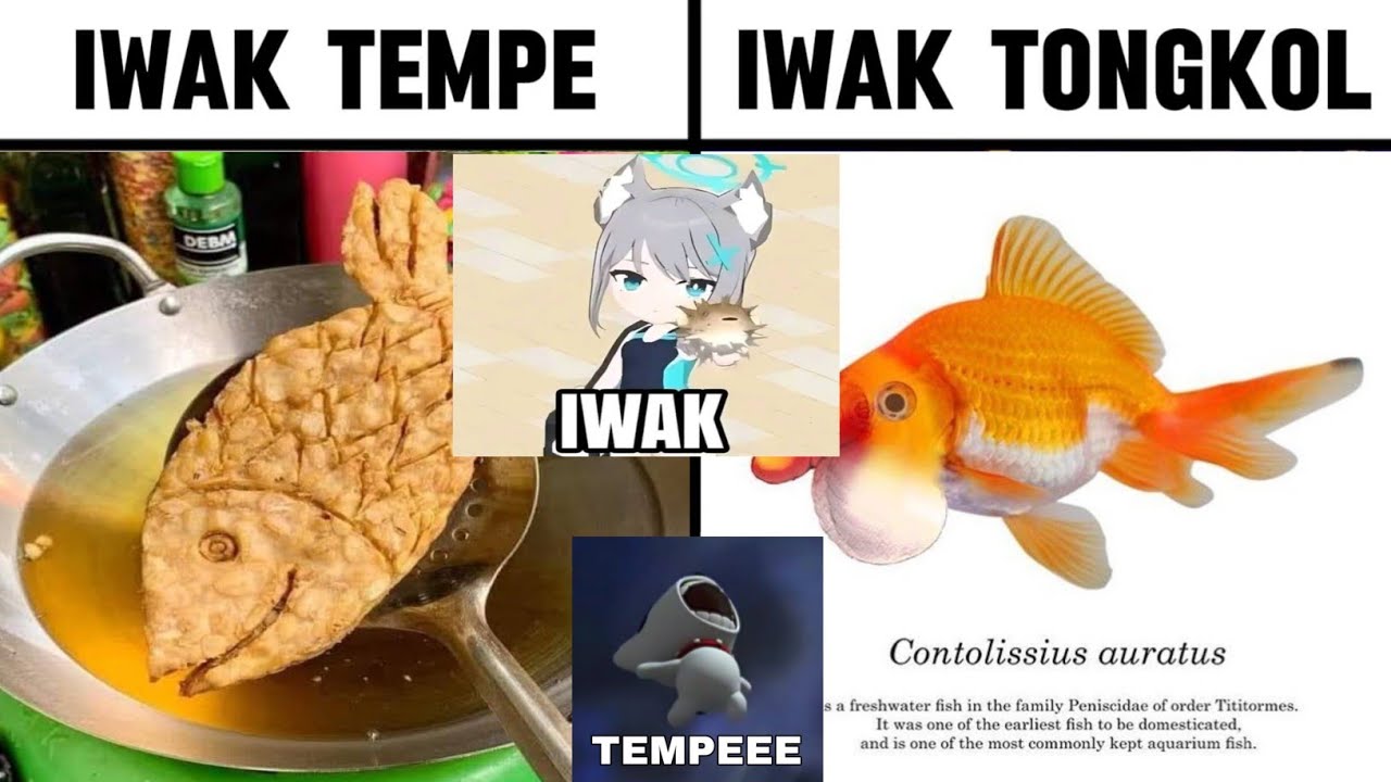 Sound Mancing Boncos | Iwak Tempe vs Iwak Tongkol - YouTube