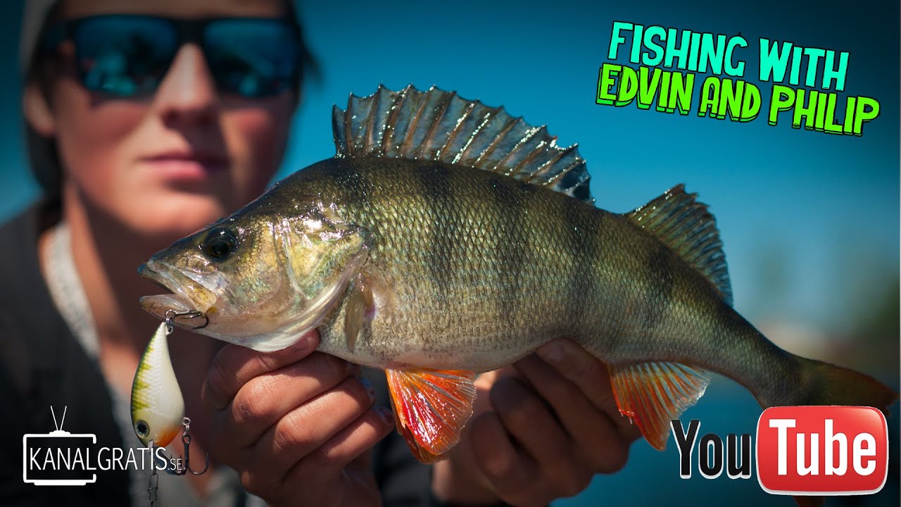Swedish Summer Perch Fishing | Fishing with Edvin and Philip (English ...
