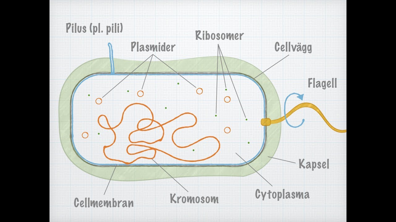 Bakteriecellens uppbyggnad - YouTube