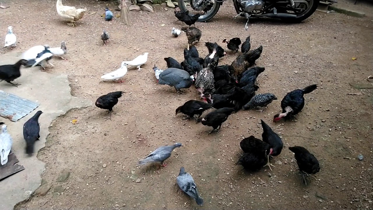 How Do Farm Animals Eat YouTube how-do-farm-animals-eat-youtube