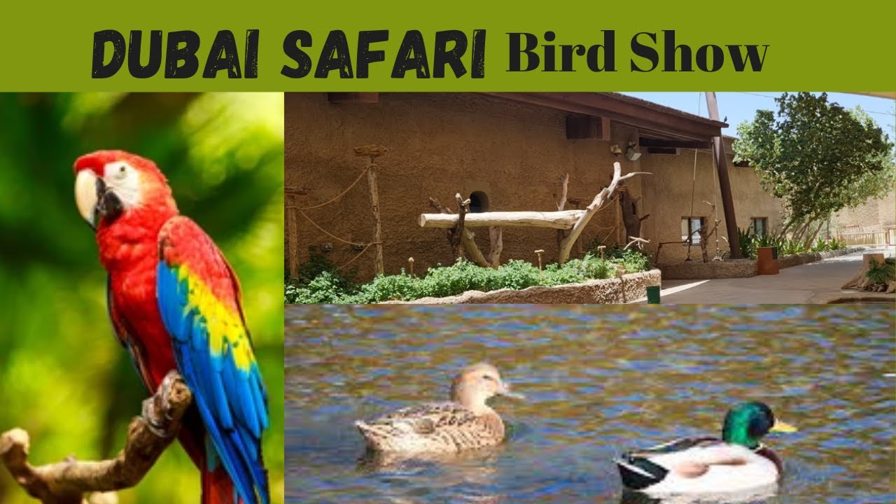 Dubai Safari Bird show I Bird show with exotic birds at Dubai safari I ...